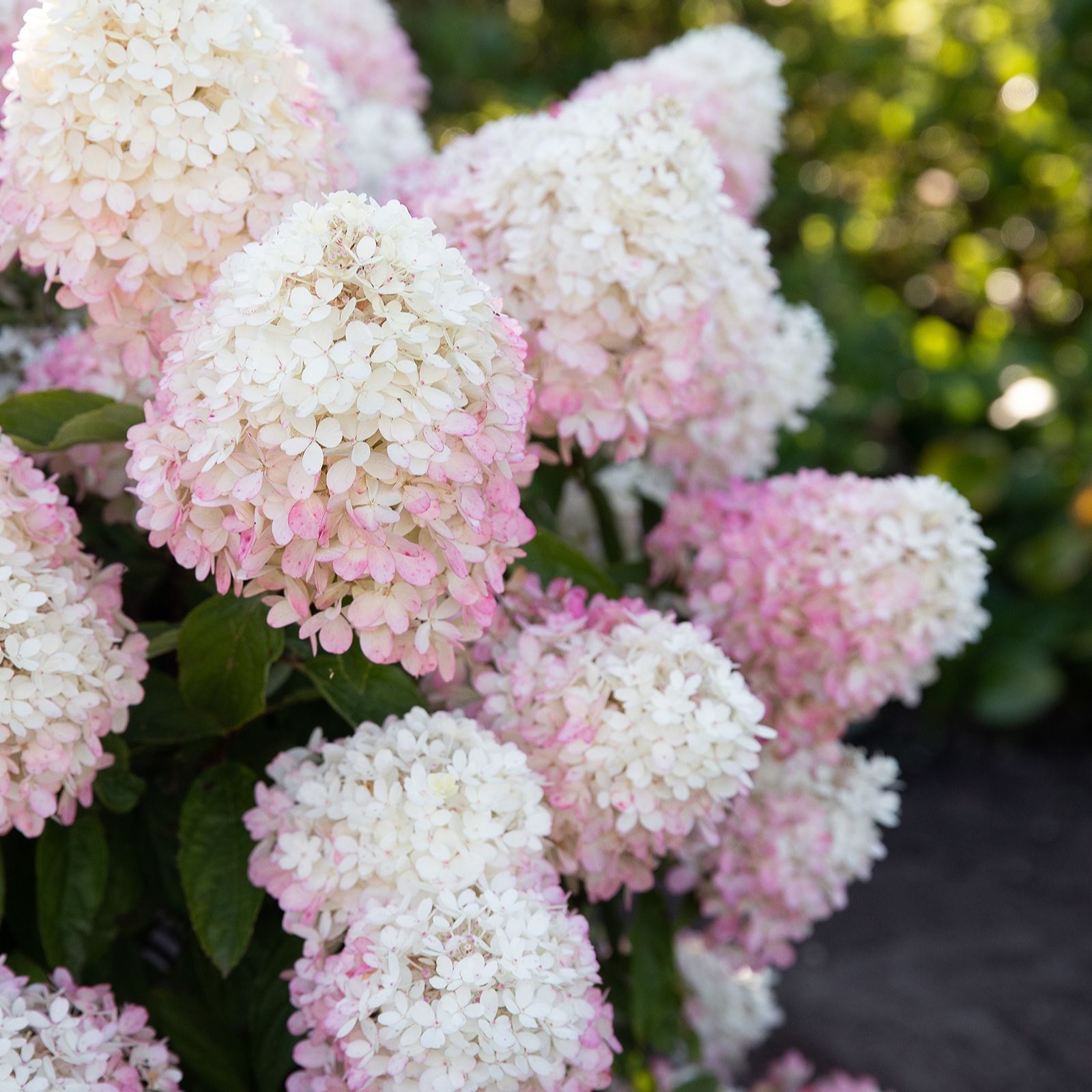 Thompson & Morgan Hydrangea Living Raspberry Pink 1 Litre Pot x1 - QVC UK