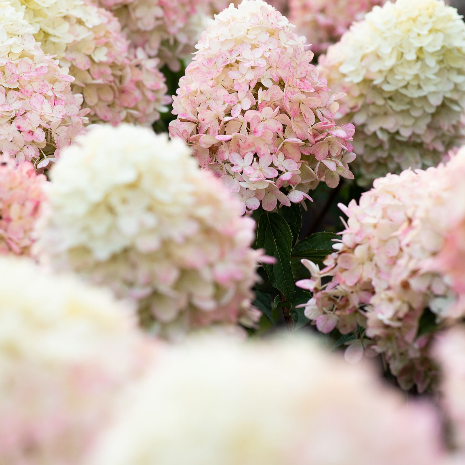 Thompson & Morgan Hydrangea Living Raspberry Pink 1 Litre Pot x1 - QVC UK