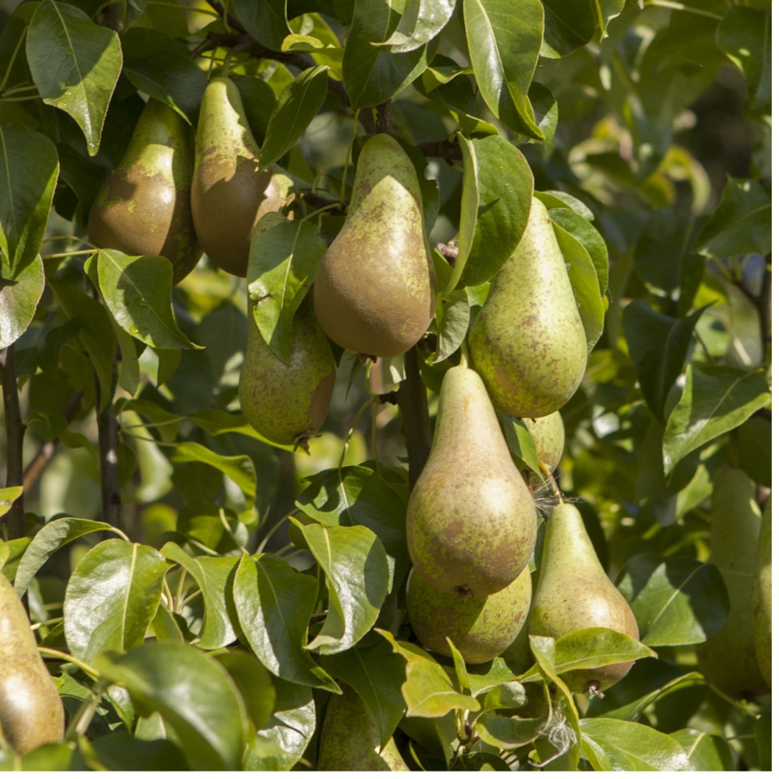 YouGarden Pear 'Conference' Tree bare root x 1 - QVC UK