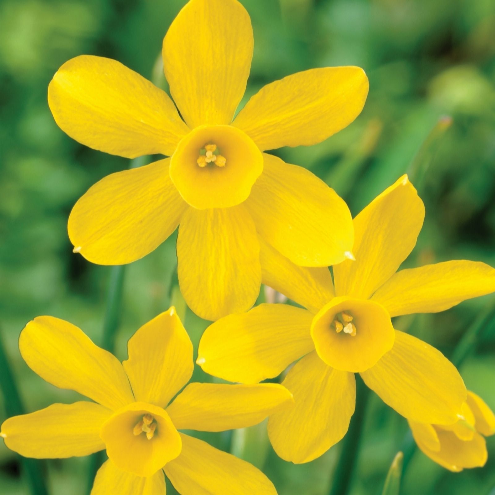 de Jager Sweetly Scented RHS AGM Mini Multiflowering Daffodils x32 - QVC UK