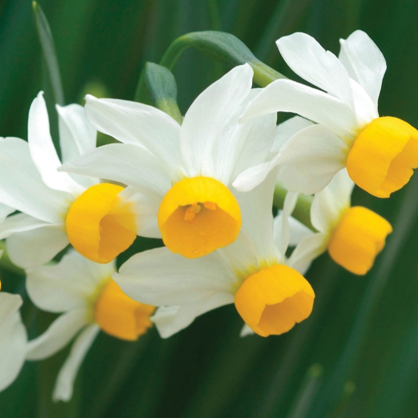 de Jager Sweetly Scented RHS AGM Mini Multiflowering Daffodils x32 - QVC UK