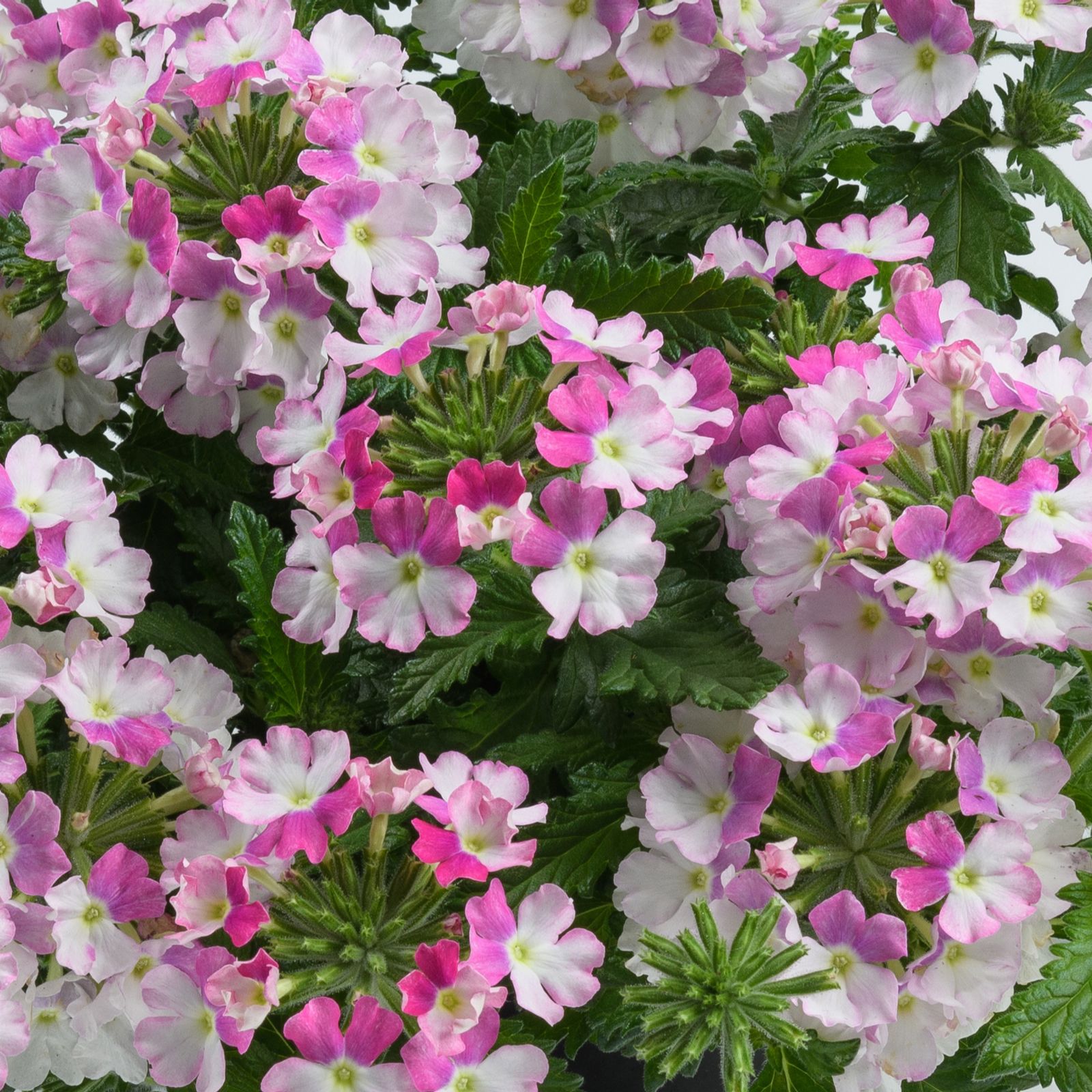 Richard Jackson Perfect Verbena Power Plants 5x 5.5cm - QVC UK