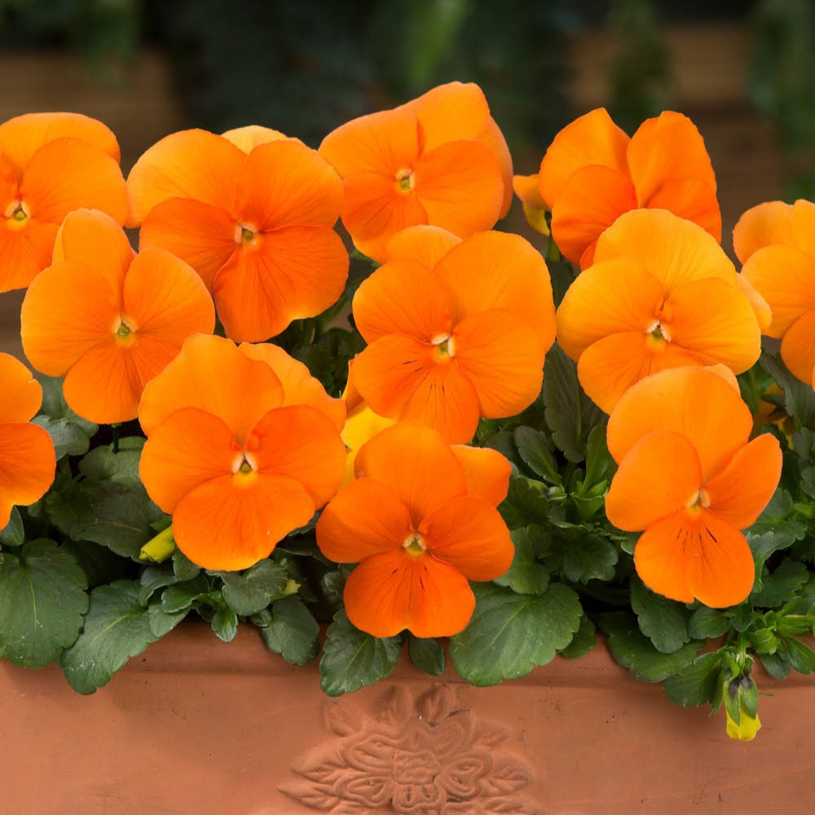 YouGarden Viola Pumpkin Plug Plants x12 - QVC UK