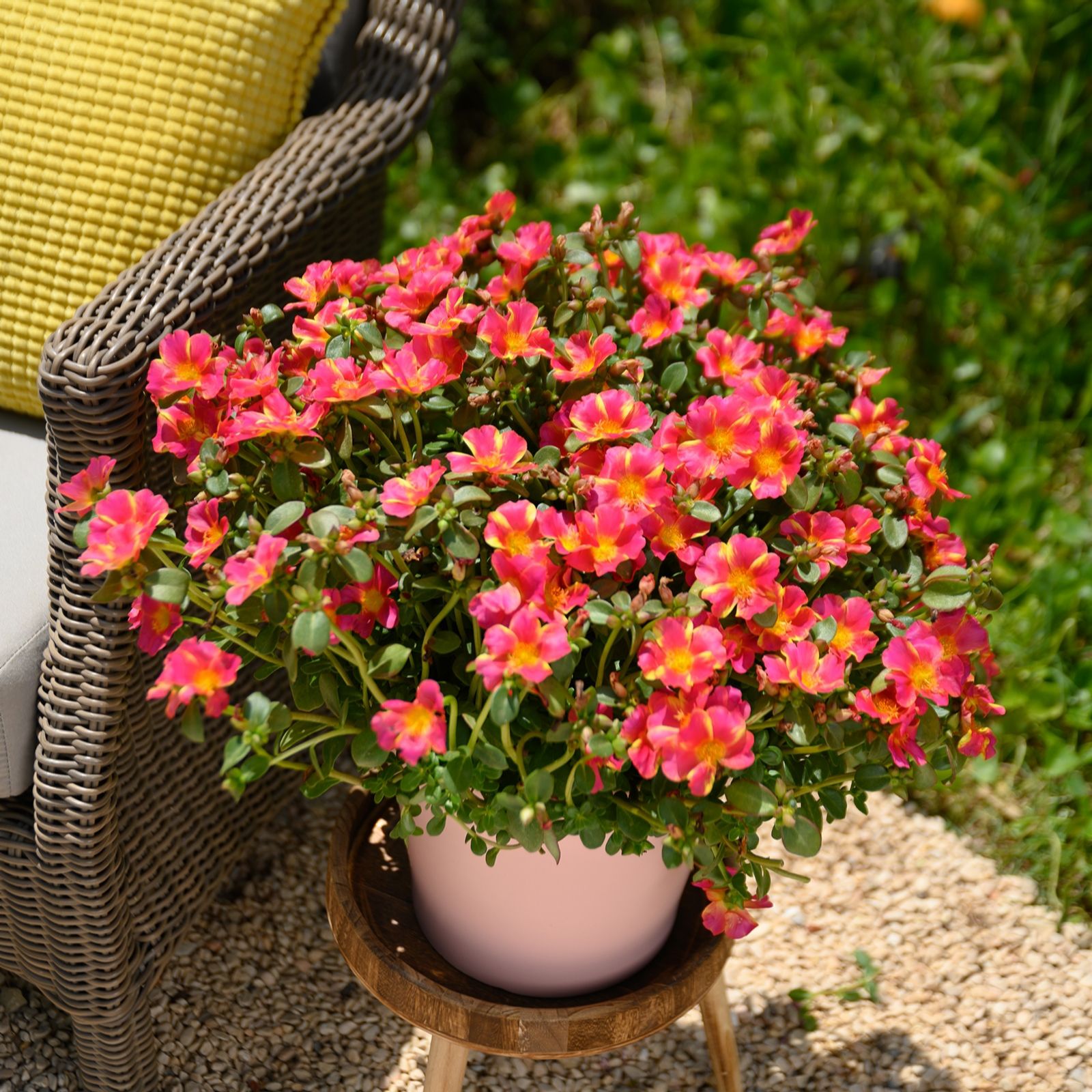 Plants2Gardens Portulaca Pazzaz Collection 6 x 6cm - QVC UK