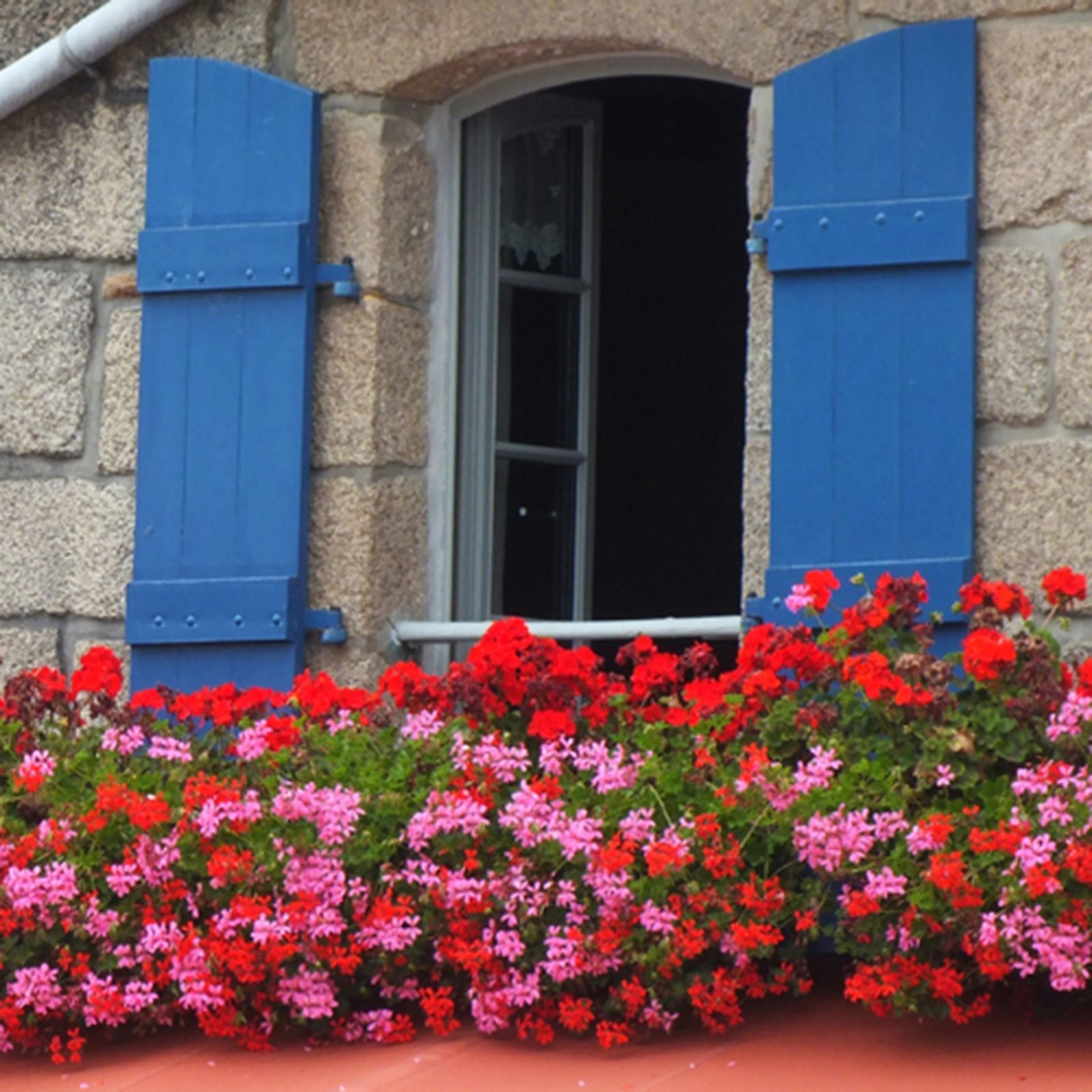 YouGarden Geranium Decora Balcony Mixed Plug Plants x12 - QVC UK