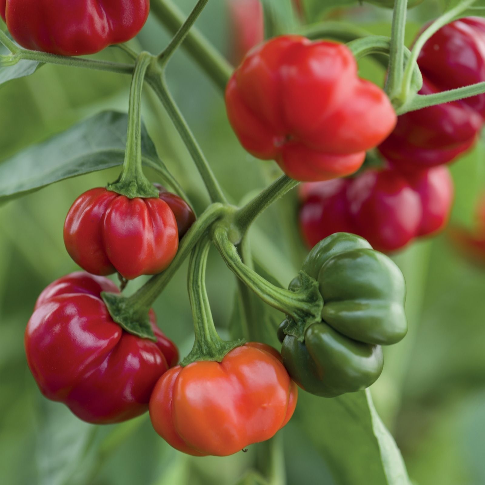 Thompson & Morgan Chilli Pepper Pumpkin 9cm Pot x 3 - QVC UK