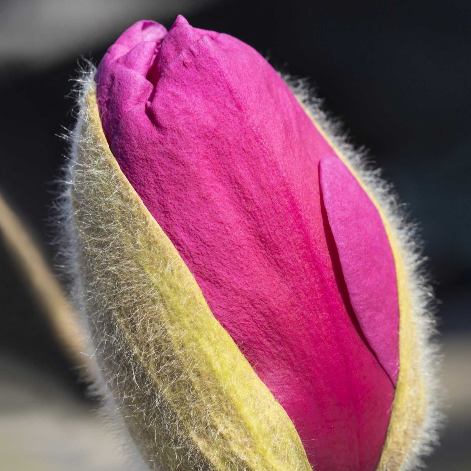 Thompson & Morgan Magnolia Meganolia in 3 Litre Pot - QVC UK
