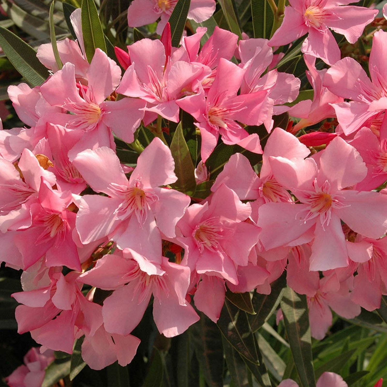 YouGarden Pair of Oleander Standard Shades of Pink - QVC UK