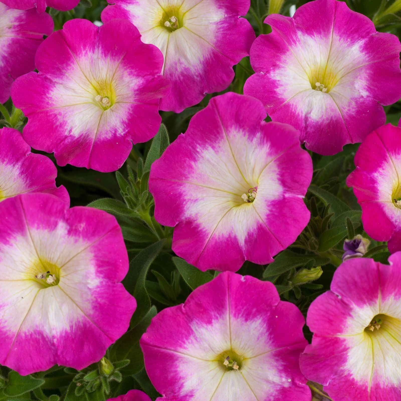 Richard Jackson Petunia Fantasy Hot Pink Power Plants 5 x 5.5cm - QVC UK