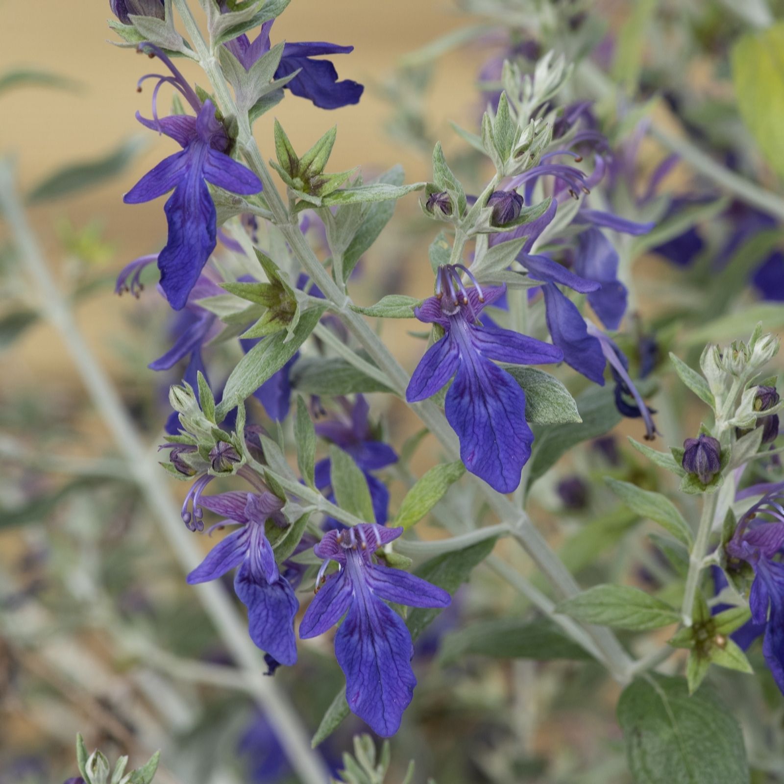 Hayloft Plants Teucrium fruiticans Curacao in 3x 9cm Pots - QVC UK