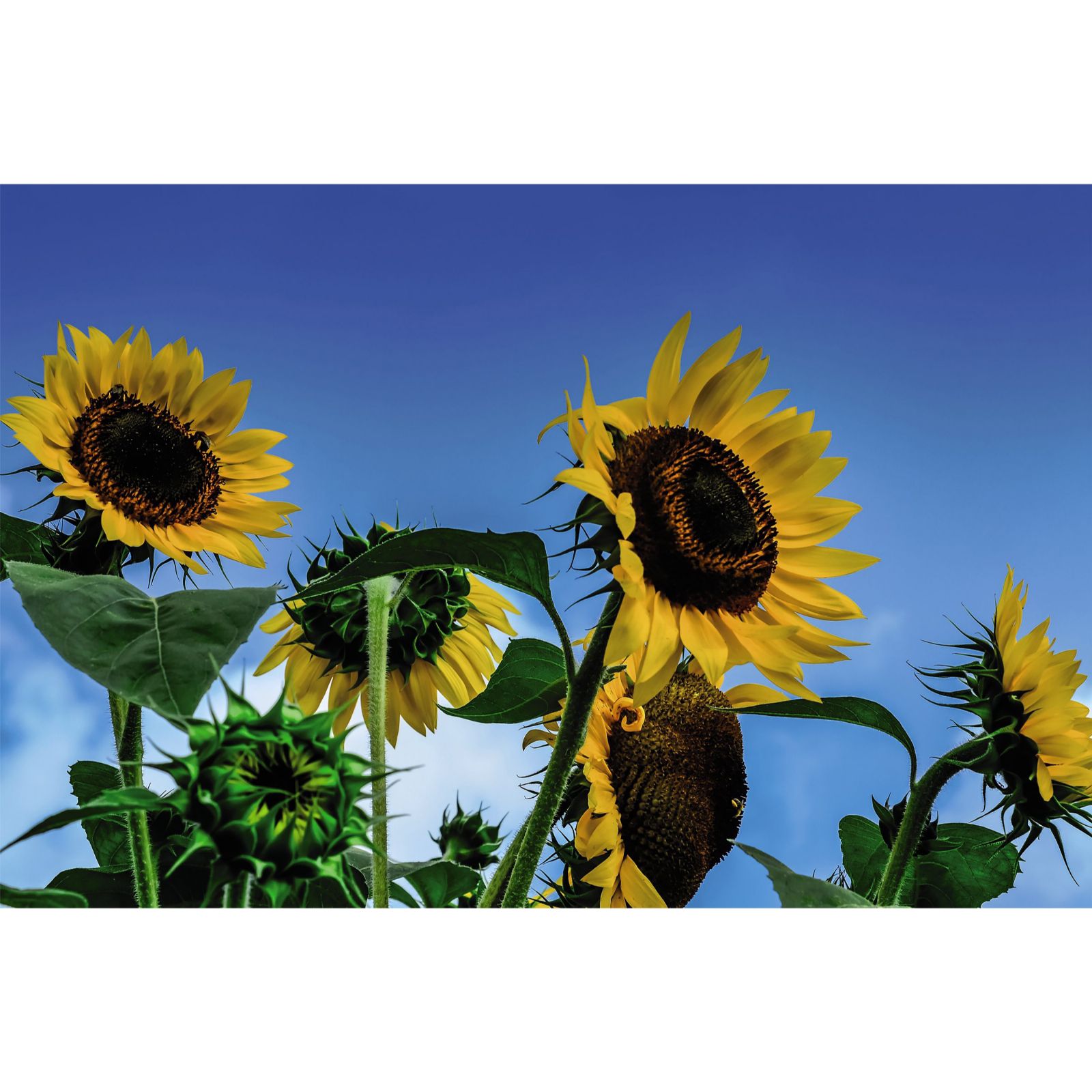 Thompson & Morgan Sunflower Russian Giant 1 Packet - QVC UK