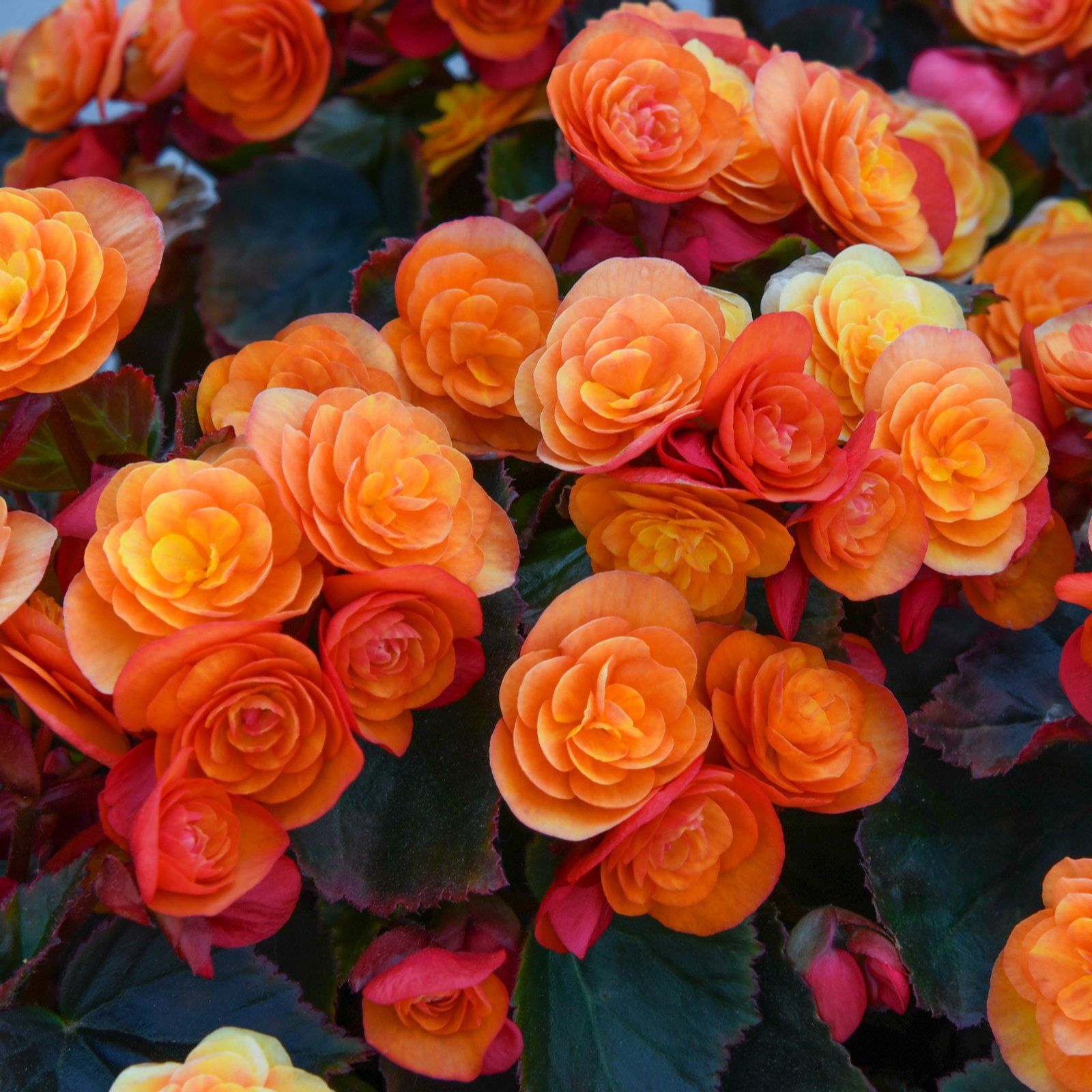 Thompson & Morgan Begonia Catrin 4cm Jumbo Plug Plants x6 - QVC UK