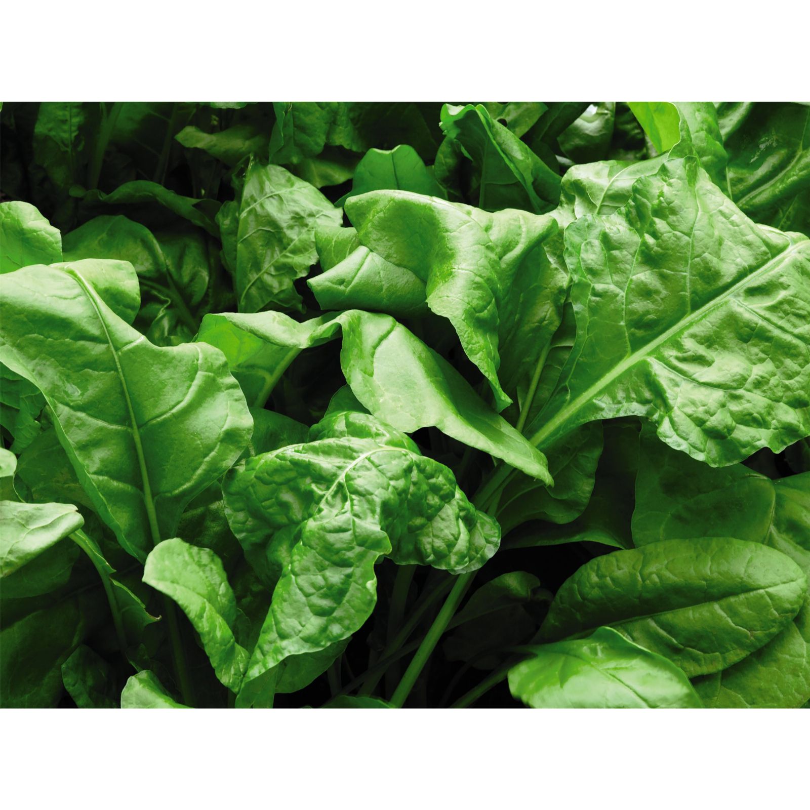 Spinach Perpetual (Spinach Beet) 1 Packet - QVC UK