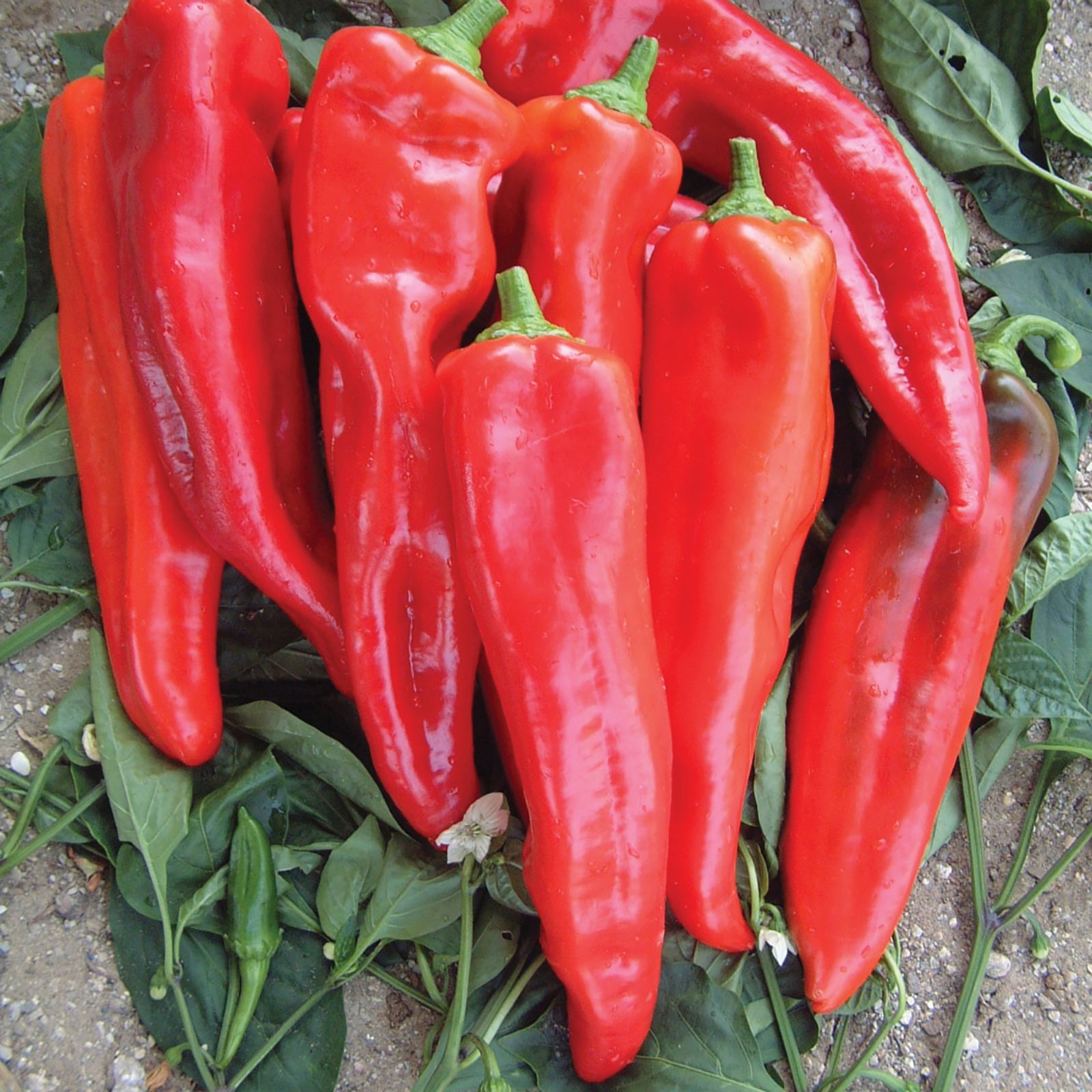 Thompson & Morgan Pepper Thor 9cm Pot x 3 - QVC UK