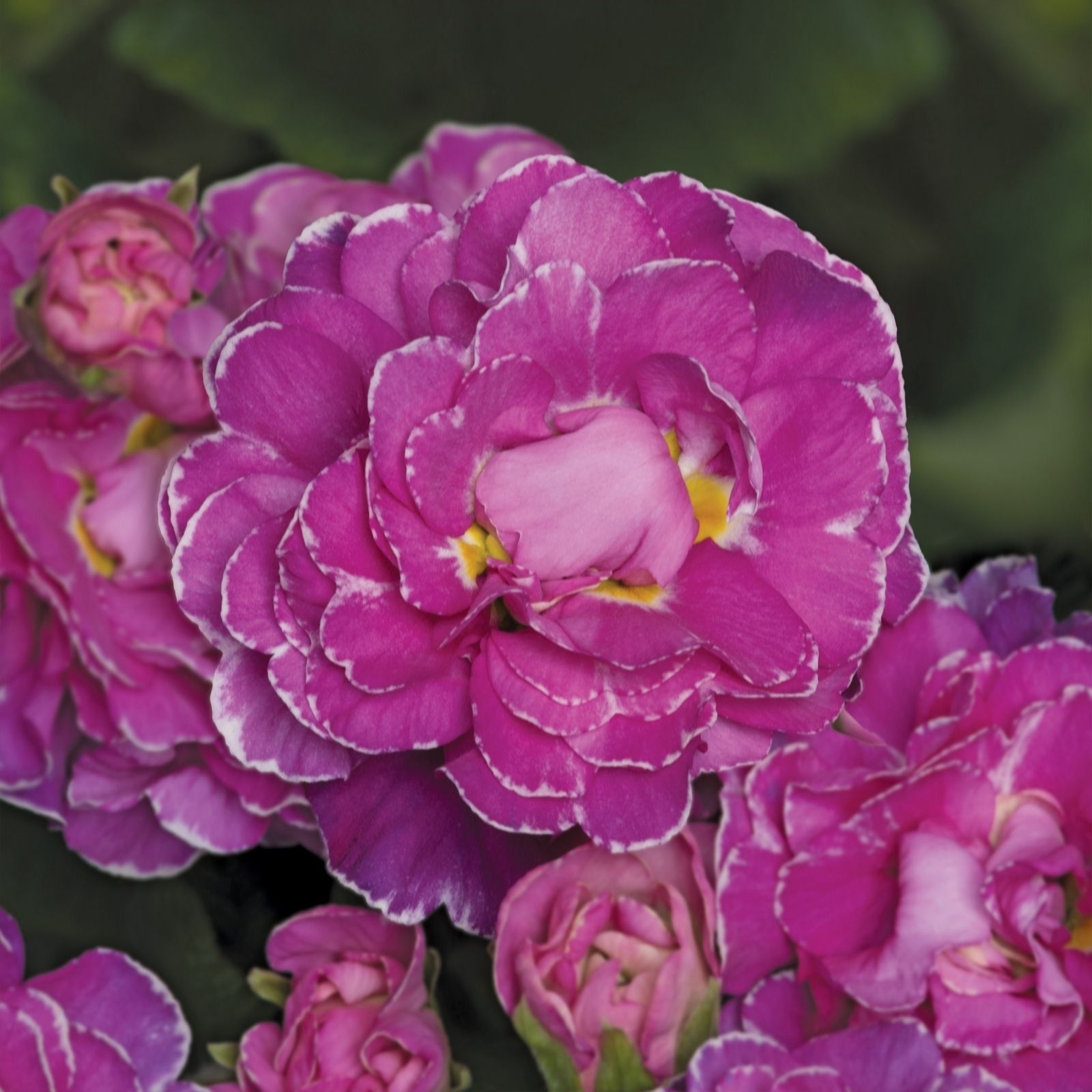 de Jager Brand New 2022 Kerley Primula Poly Anna 3.5cm Young Plants x4 ...