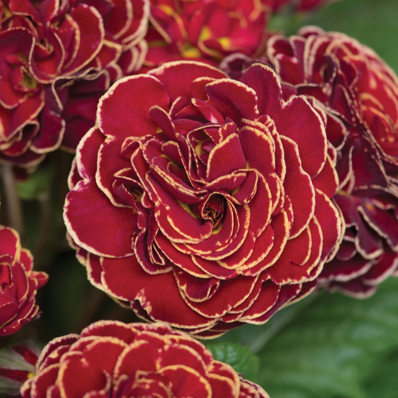 de Jager Brand New 2022 Kerley Primula Poly Anna 3.5cm Young Plants x4 ...