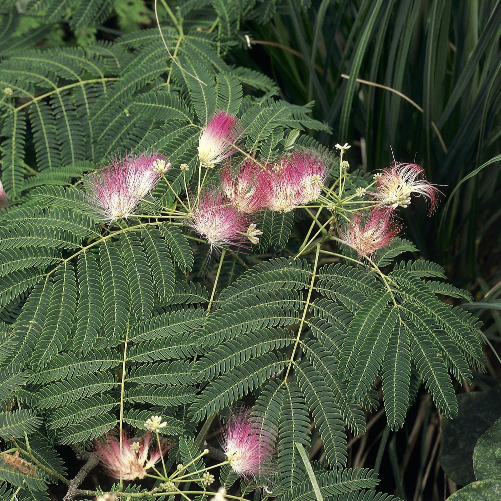 YouGarden Albizia 'Summer Chocolate' in a 3L pot - QVC UK