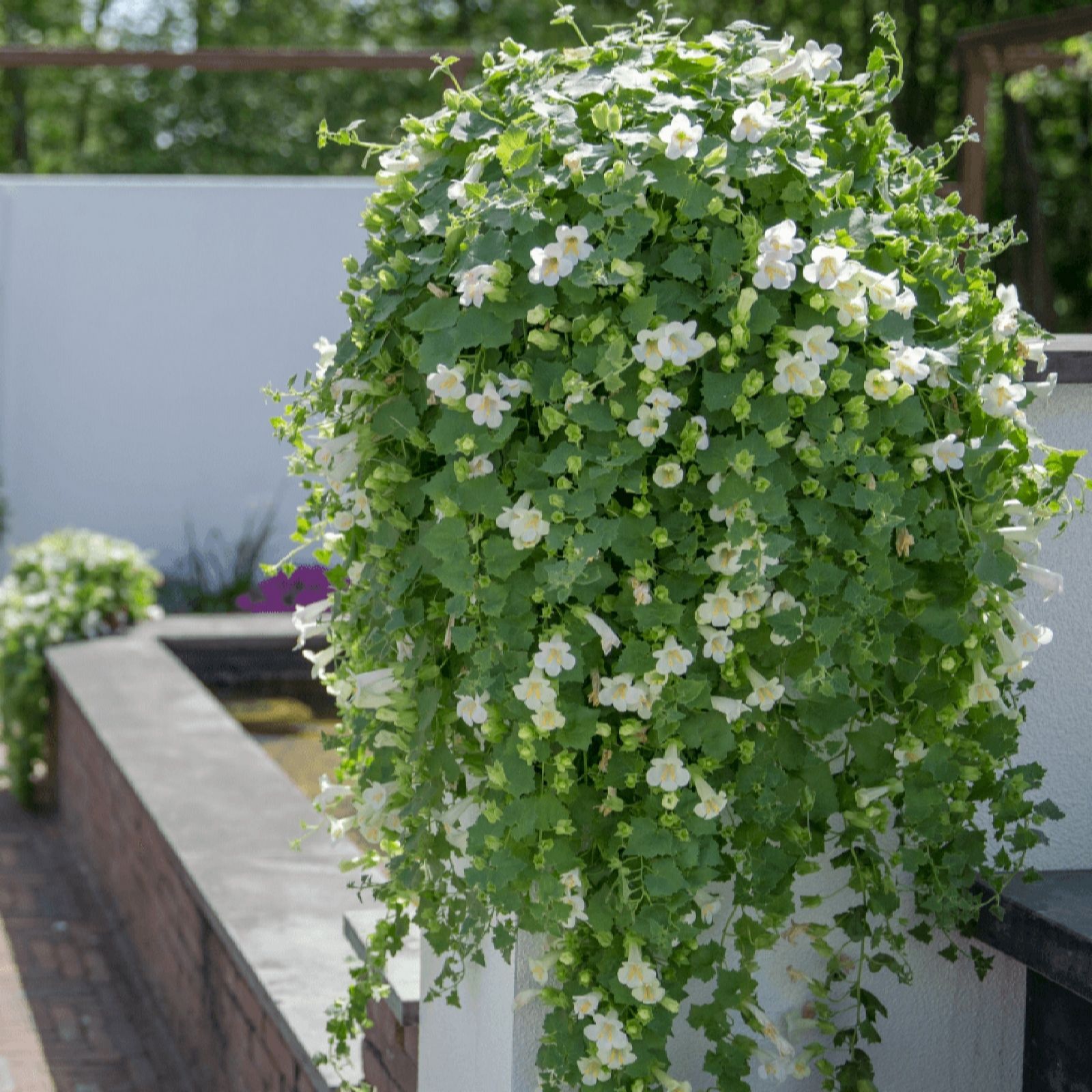 Plants2Gardens Lohospermum Lofos Compact 6x 4cm - QVC UK