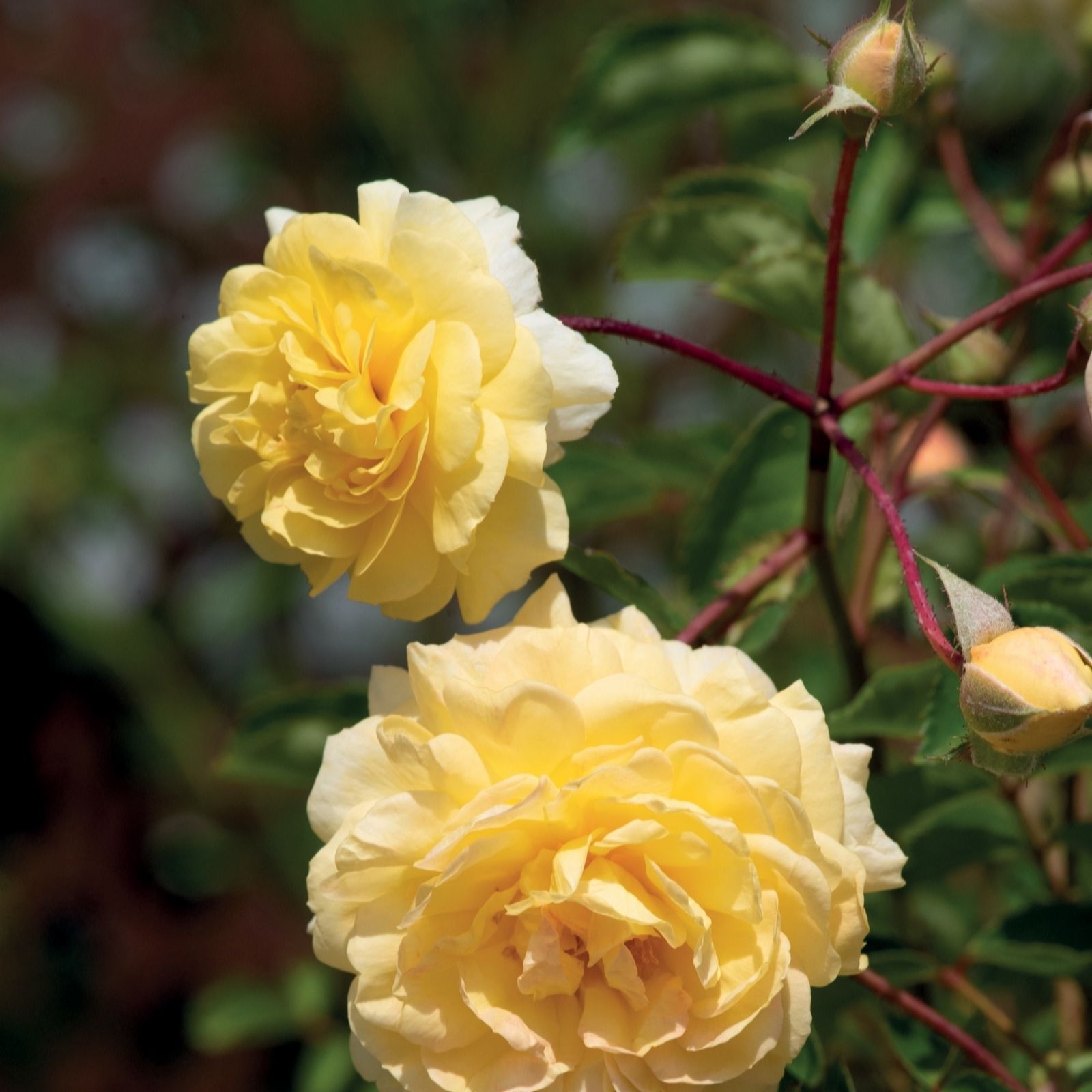 Thompson & Morgan Rose Scentifall Lemon 9cm Pot x2 - QVC UK