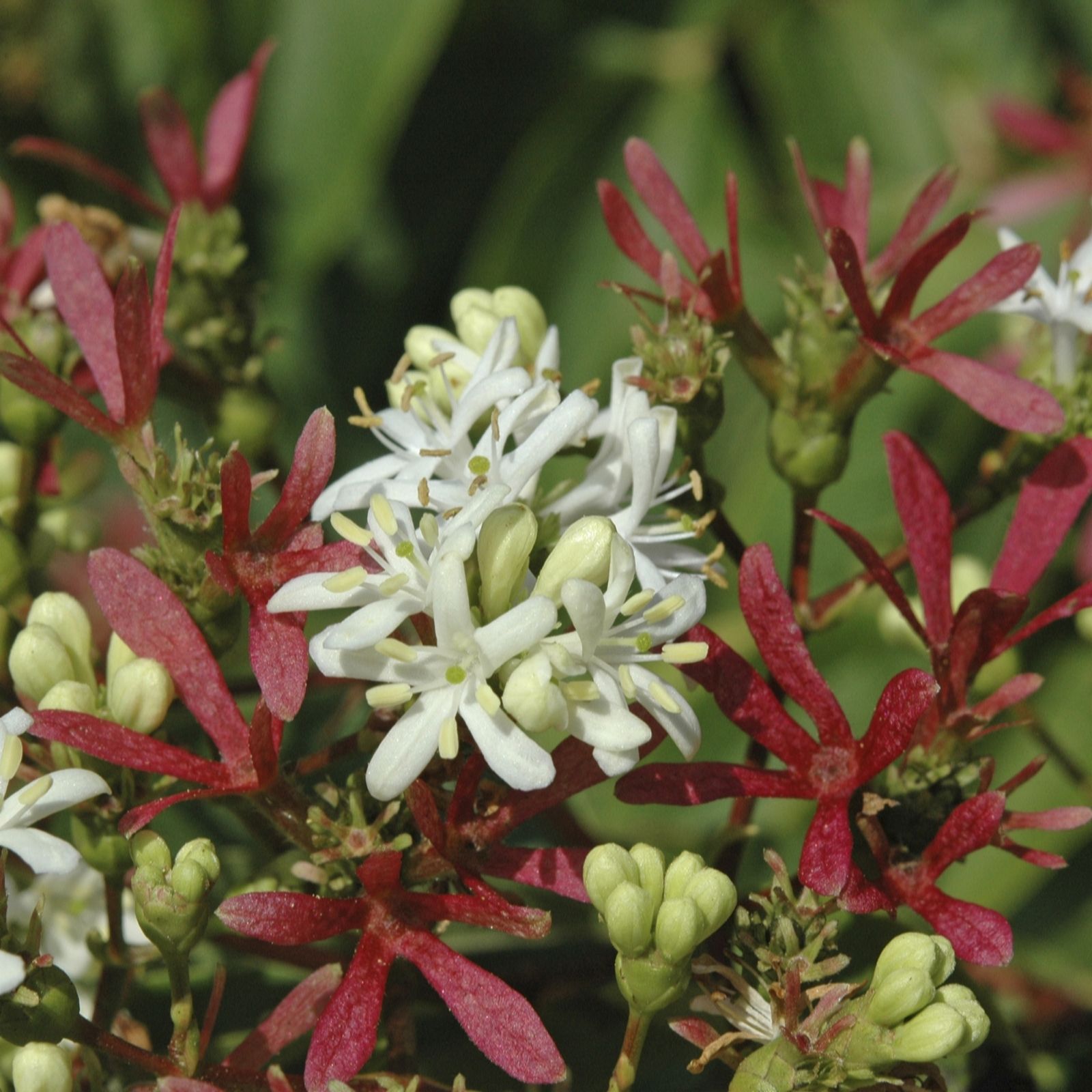 Hayloft Plants Heptacodium Miconioides Tianshan in 1 Litre Pot - QVC UK
