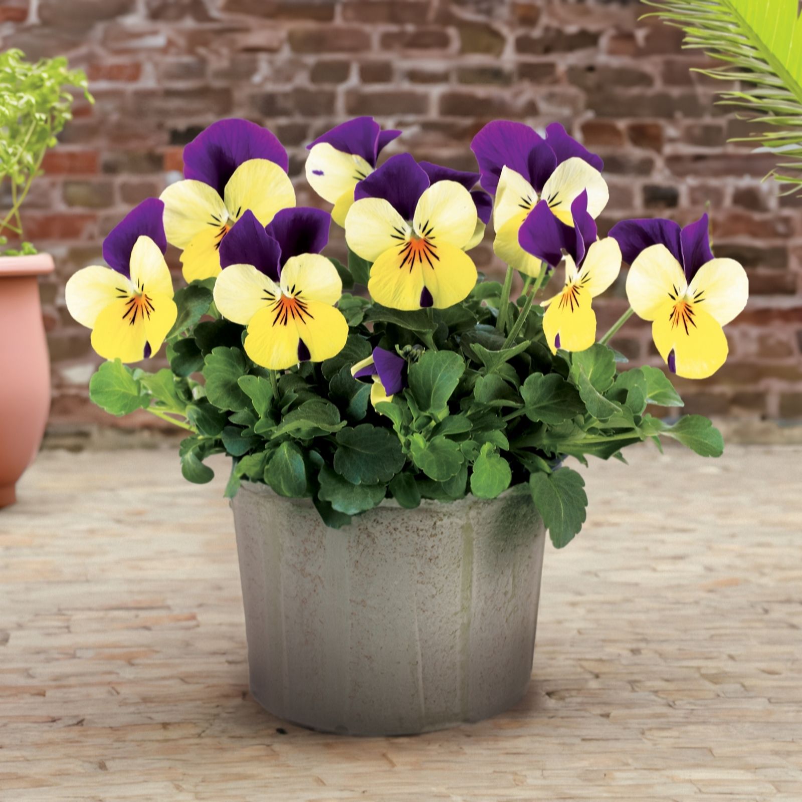 de Jager Viola Evo Mini Lemon Purple Jump Up x12 - QVC UK