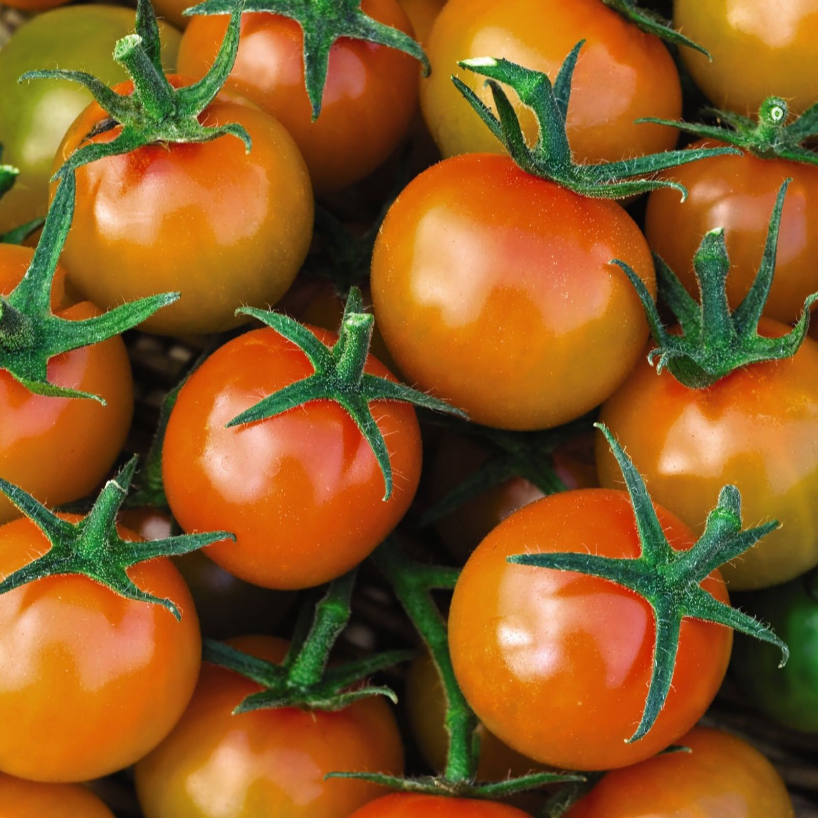 Tomato Seed Packet x 2 Incredicrop Grow Bag 35 Litre Bag x 1 - QVC UK