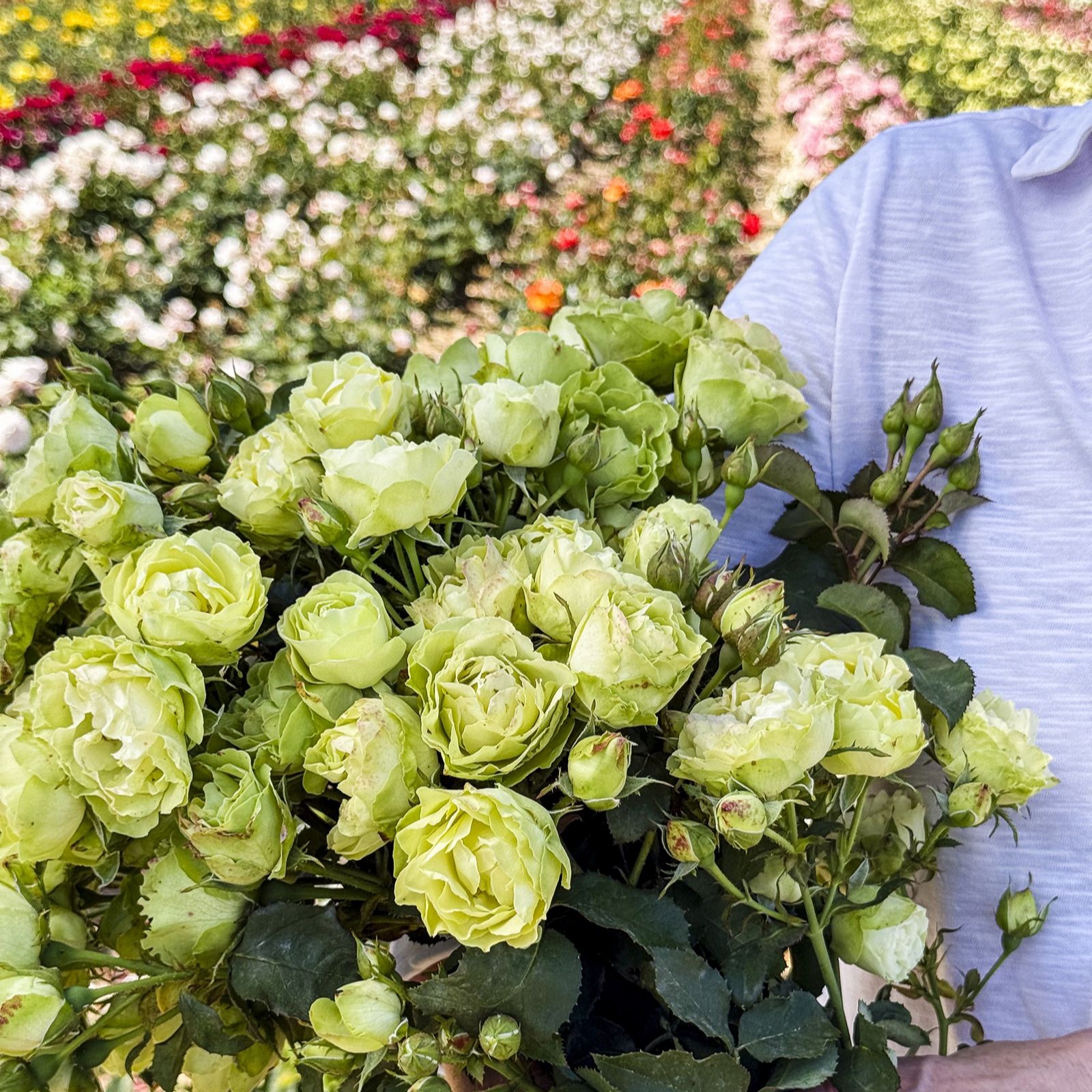 Thompson & Morgan Rose (Floribunda) Green With Envy 1 Bare Root - QVC UK