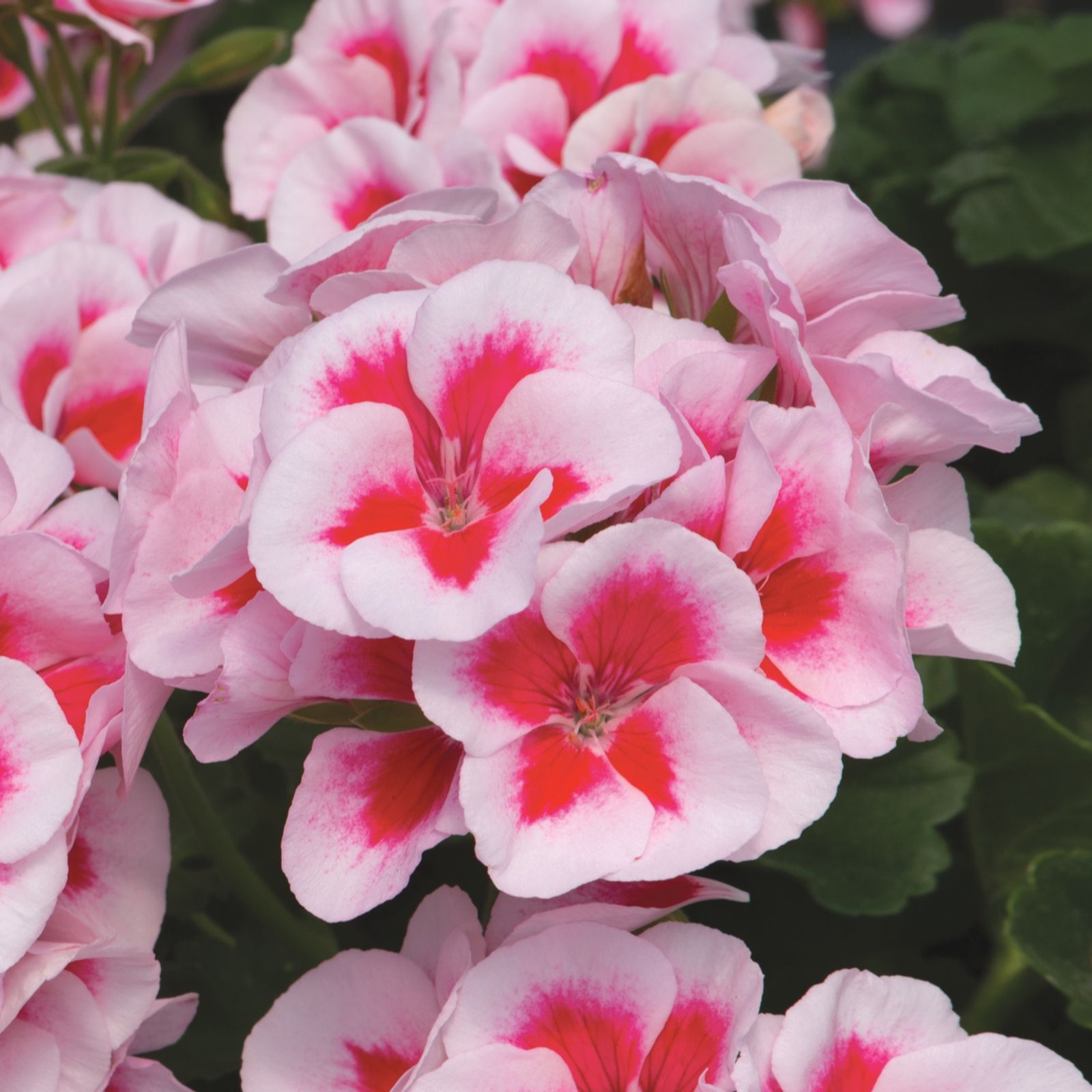 de Jager Superb Splash Geraniums x 6 - QVC UK