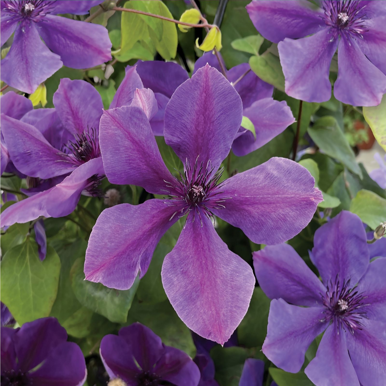 de Jager BRAND NEW Raymond Evison Clematis x 3 - QVC UK
