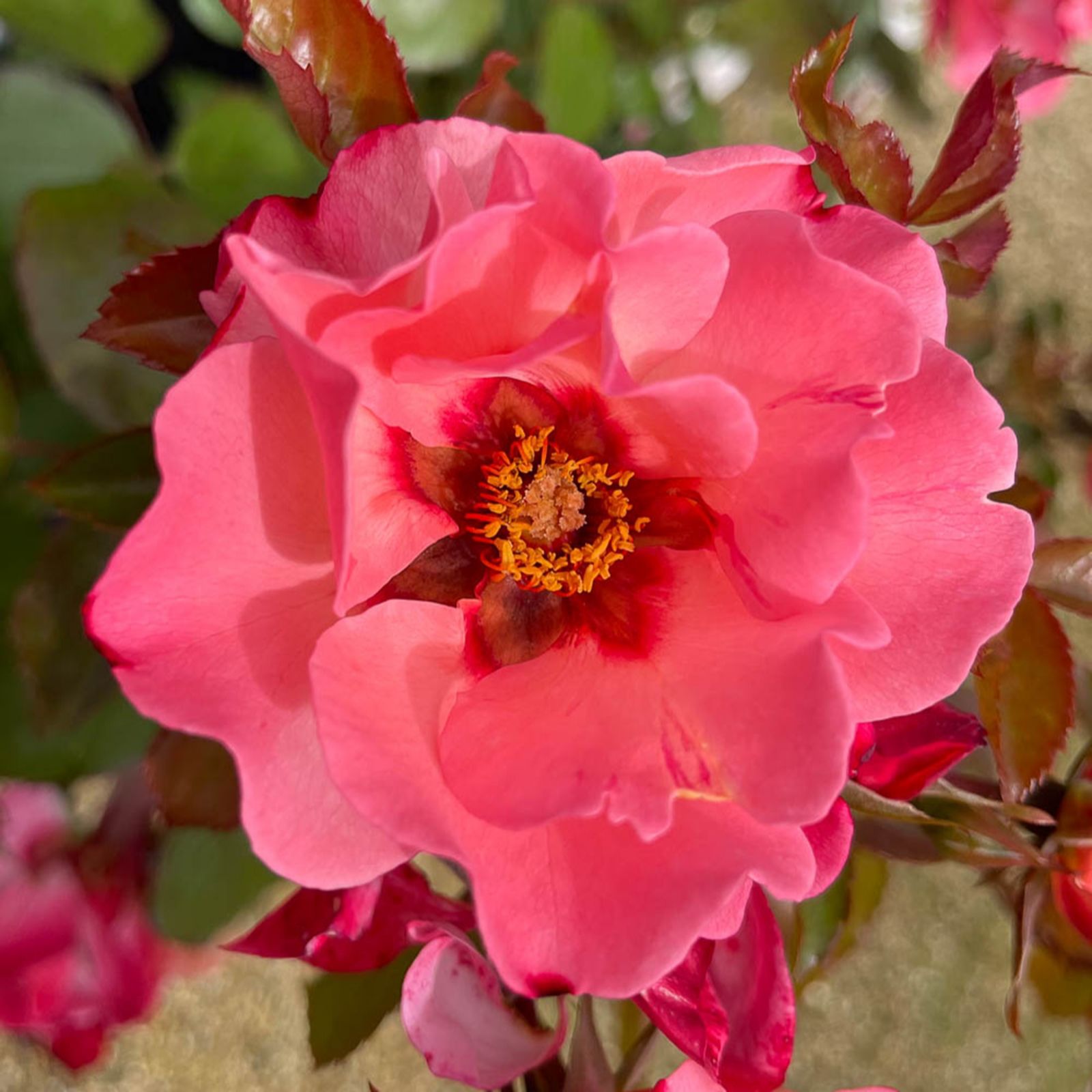 Harkness Roses Rose Alissar Princess Of Phoenicia in a 3-4L pot - QVC UK