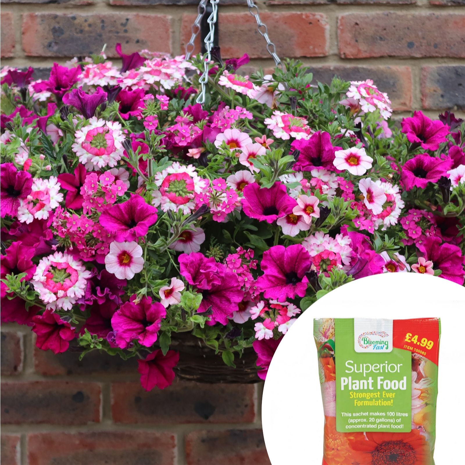 YouGarden Set of 2 Pre Planted Hanging Baskets with Fertiliser QVC UK