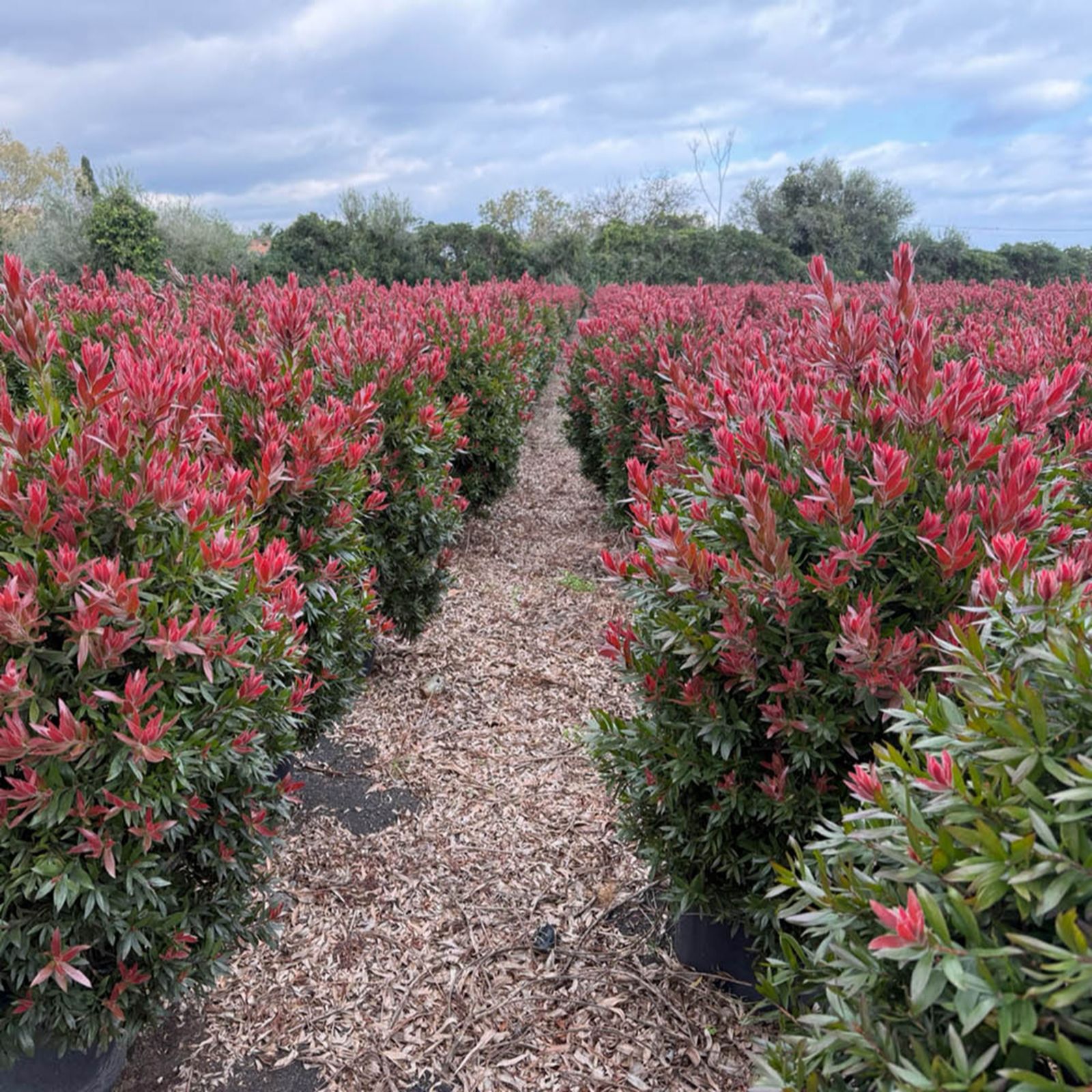 YouGarden Callistemon Red Rocket in a 17/18cm pot x2 - QVC UK