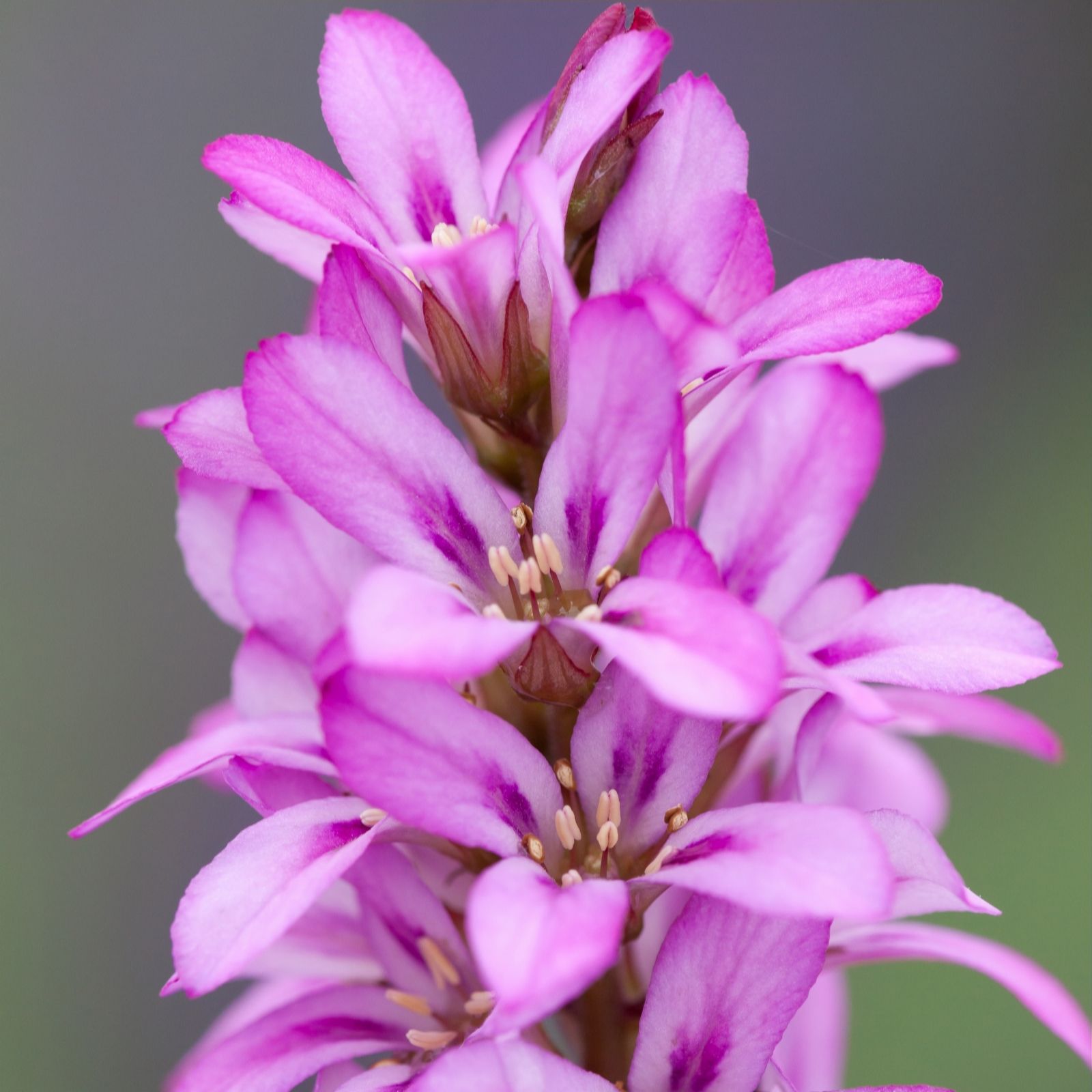 Plants2Gardens Francoa Petite Bouquet 3x 9cm - QVC UK