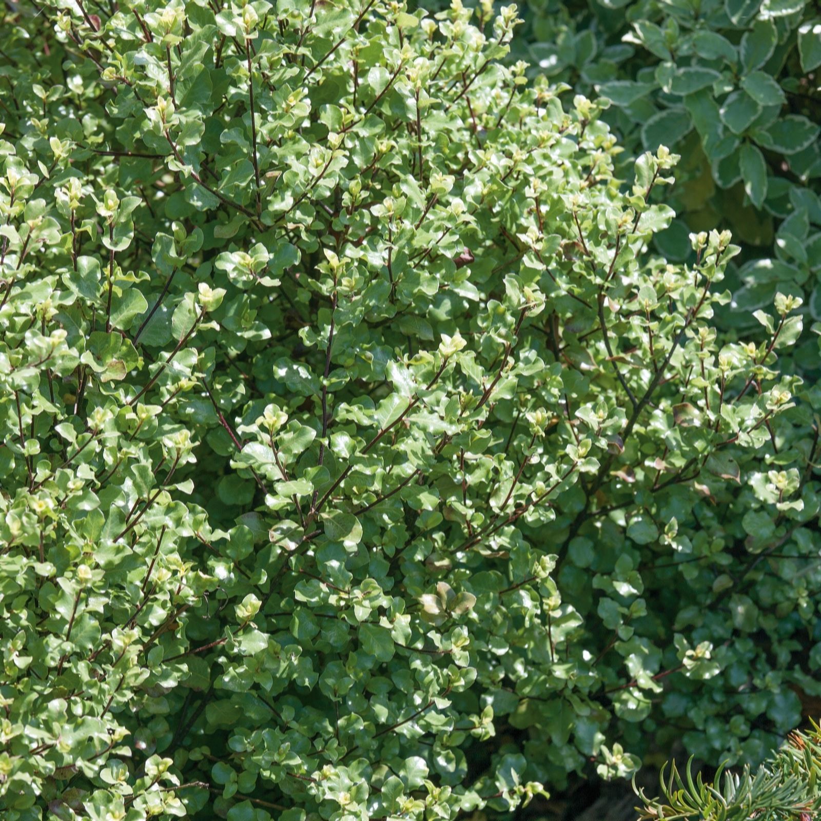 Plants2Gardens Pittosporum Wrinkled Blue 3ltr - QVC UK