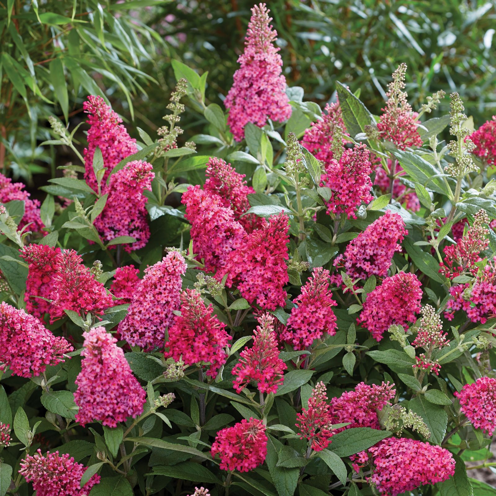 Richard Jackson Buddleia Butterfly Candy Little Ruby 1x 3 Litre Pot ...