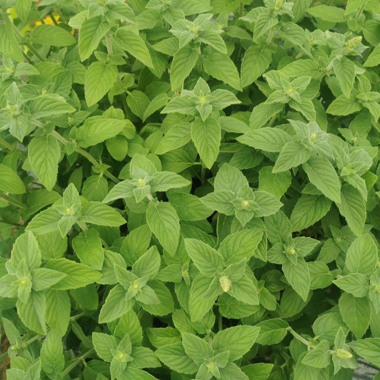 Plants2Gardens Fruity Mint Collection 6x 4cm - QVC UK