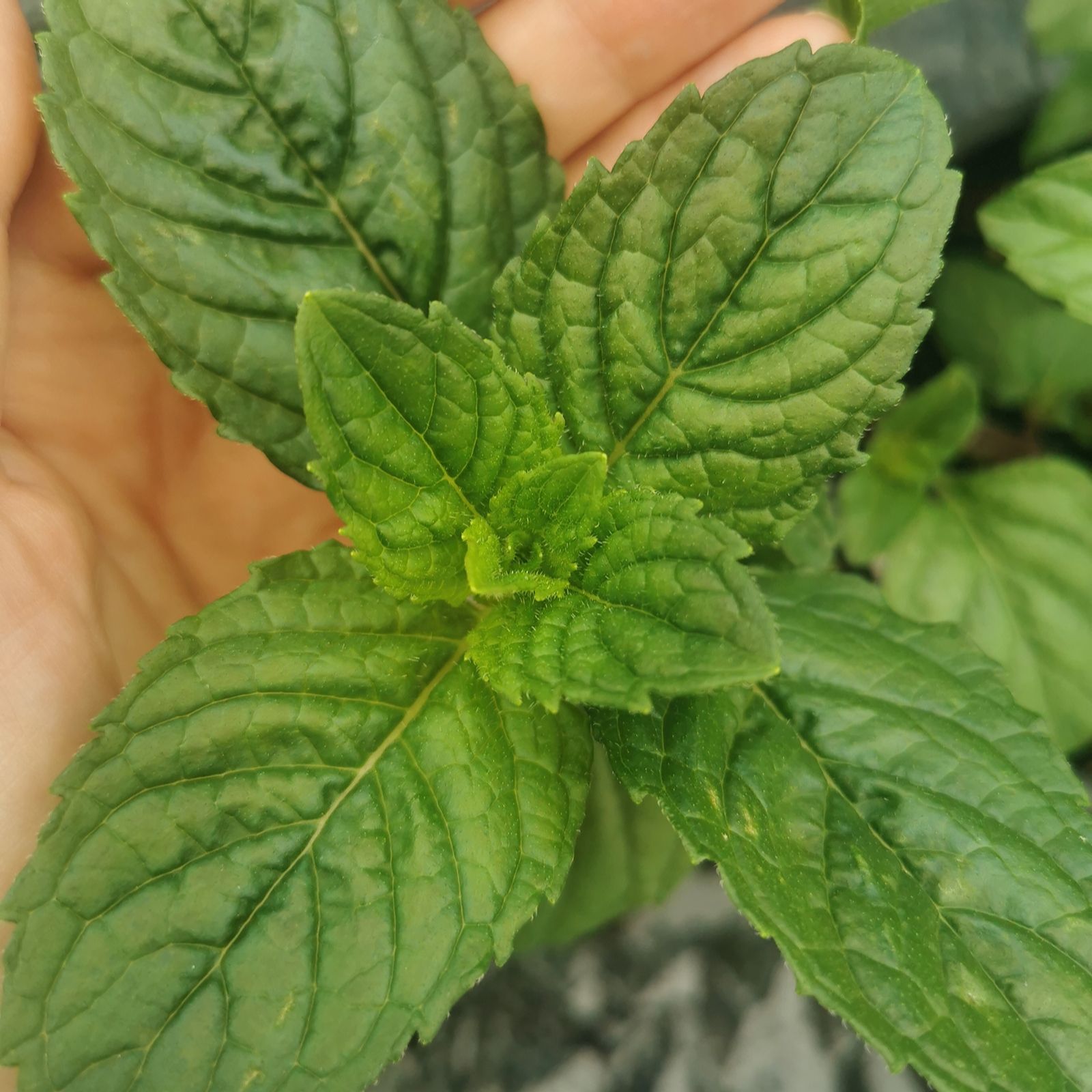 Plants2Gardens Fruity Mint Collection 6x 4cm - QVC UK