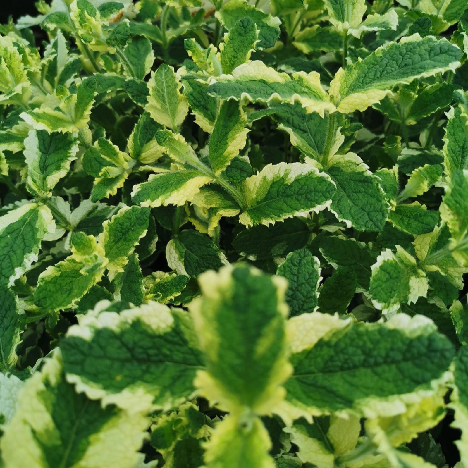 Plants2Gardens Fruity Mint Collection 6x 4cm - QVC UK